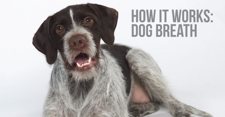 How it works: Dog Breath – Herbsmith