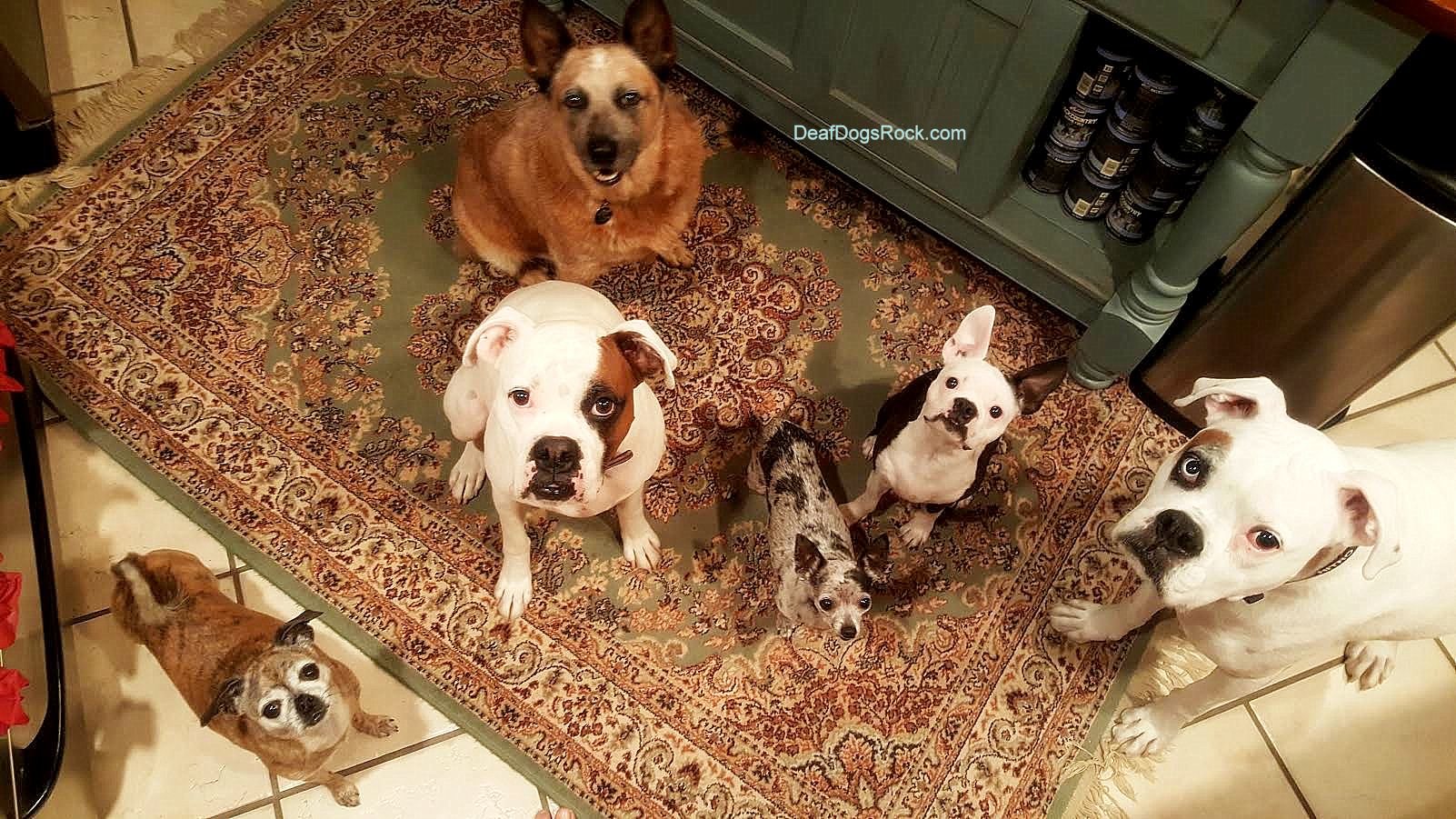 Deaf Dogs Rock! – Herbsmith