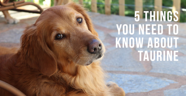 5 Things You Need To Know About Taurine For Dogs | Herbsmith