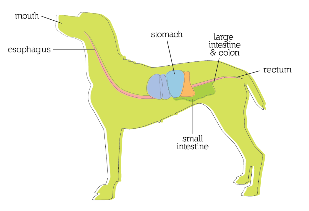 A Simple Solve for Pets with Sensitive Stomachs – Herbsmith