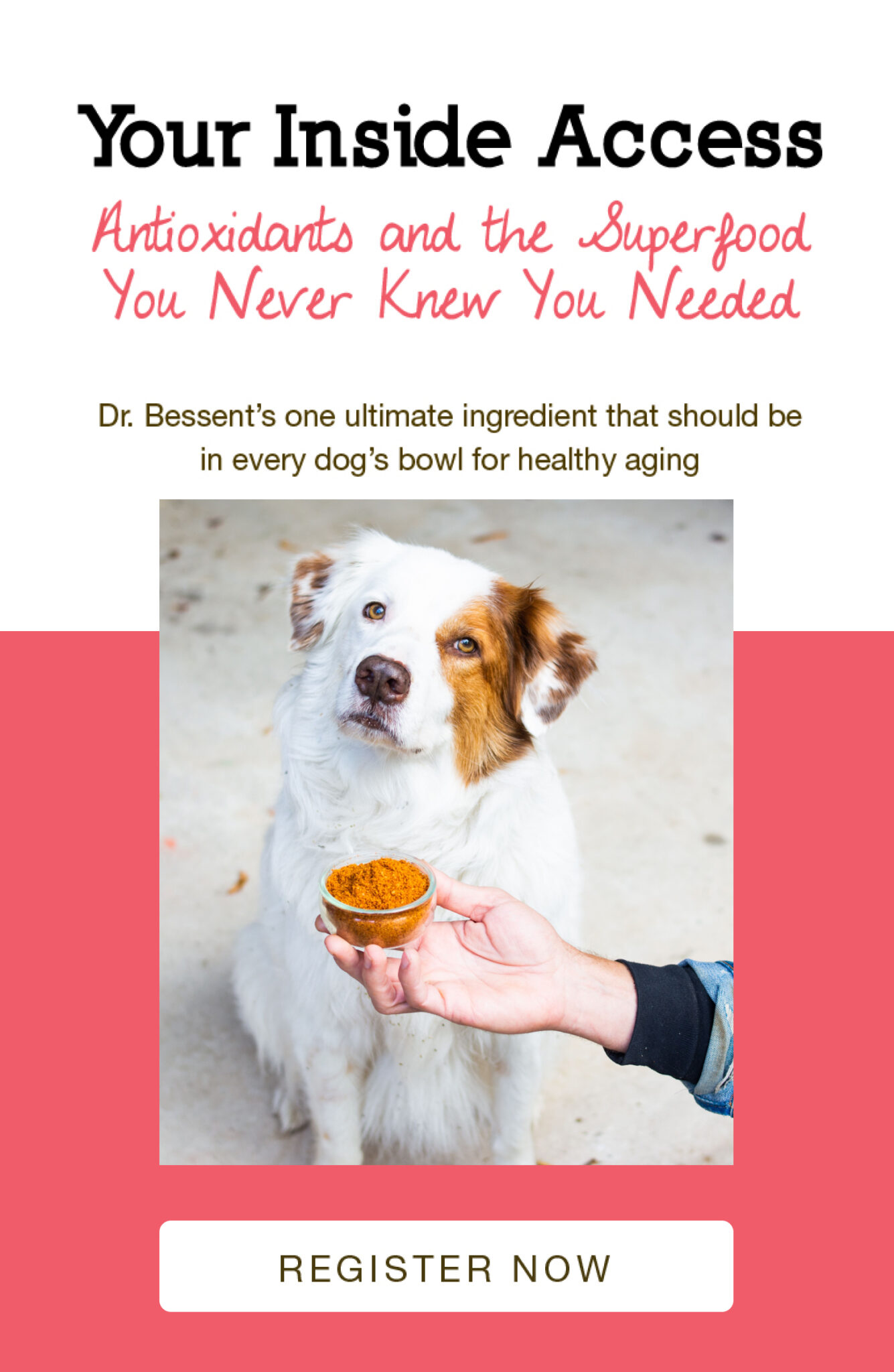 5 Things Linked to a Long Life for Dogs – Herbsmith