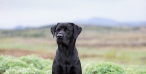 5 Things Linked to a Long Life for Dogs – Herbsmith