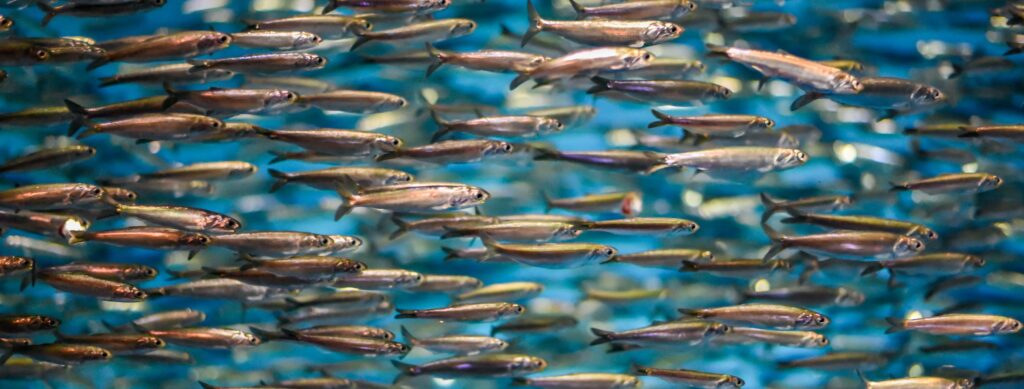 Beginner Guide: Omegas For Dogs | Herbsmith