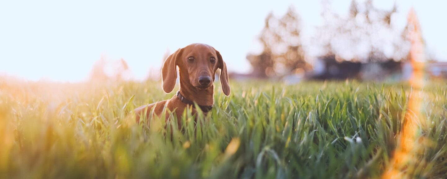 Beginner Guide: Omegas For Dogs – Herbsmith