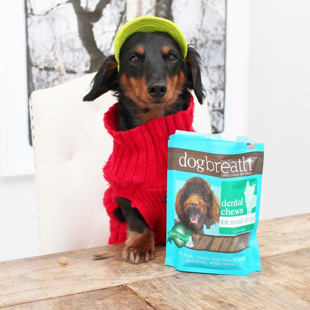 Dog Breath Dental Chews | Herbsmith