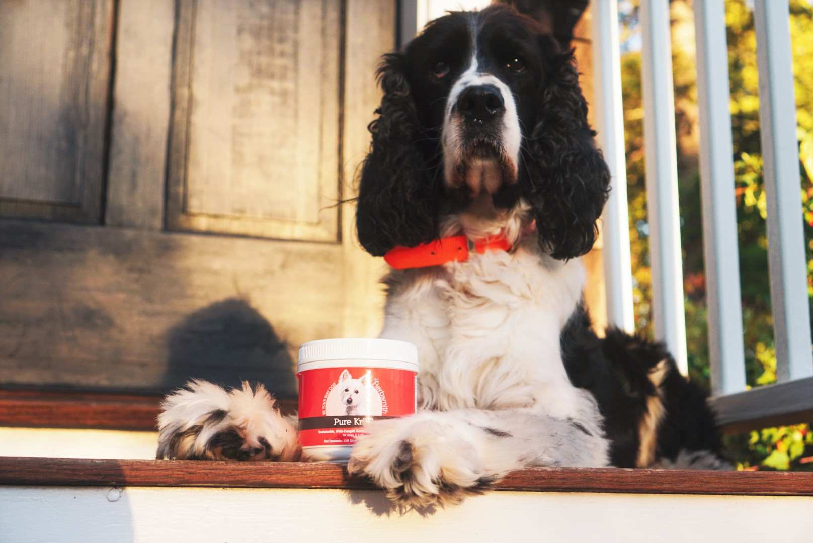 How Kristina Curates the Bowl for Her Springers – Herbsmith