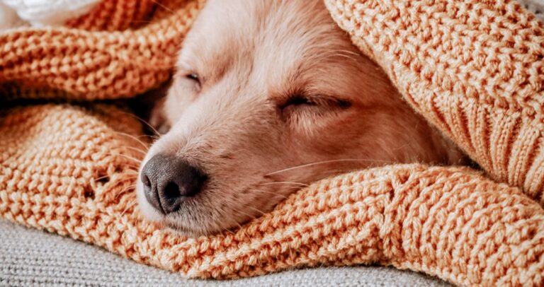 Keeping Your Dog Calm This 4th: 7 Takeaways from A Talk with A Trainer ...