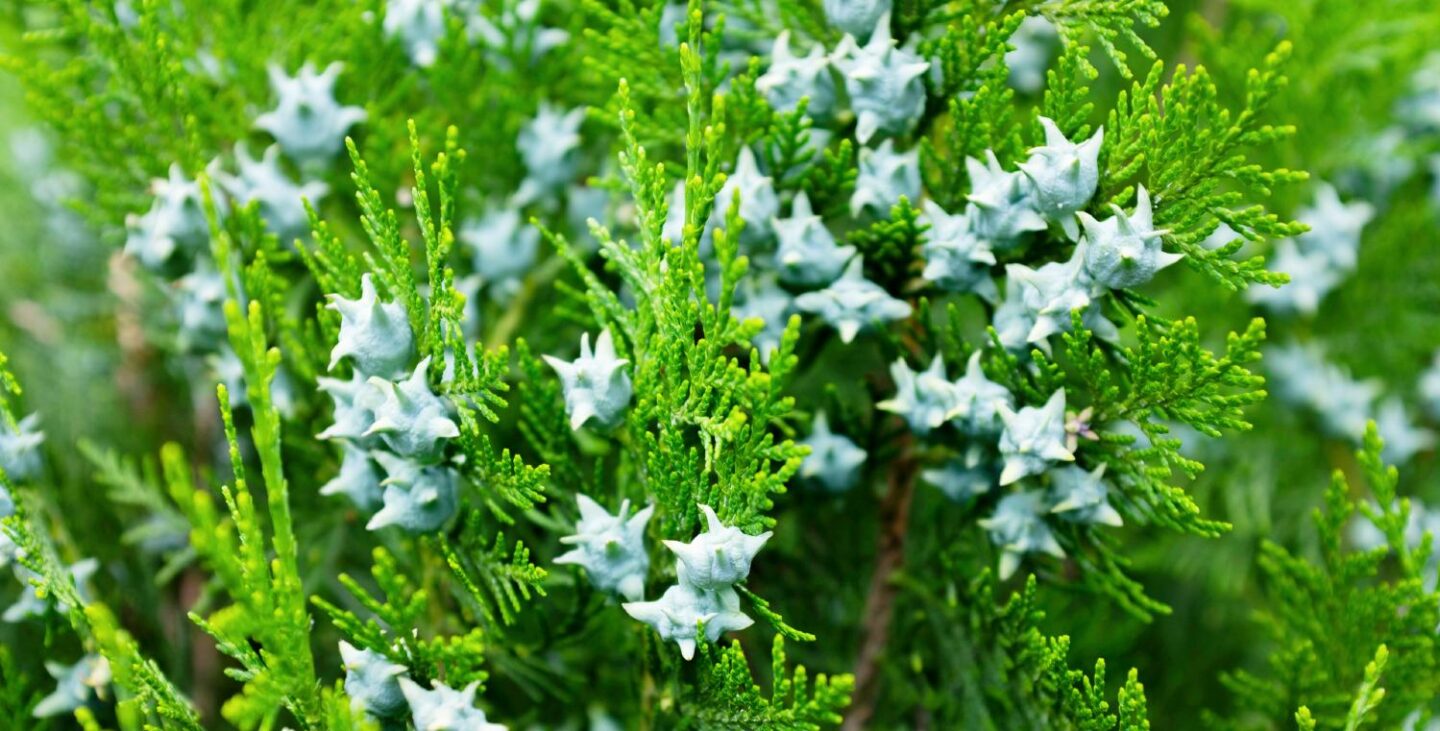 Biota Seed to Calm the Spirit – Herbsmith