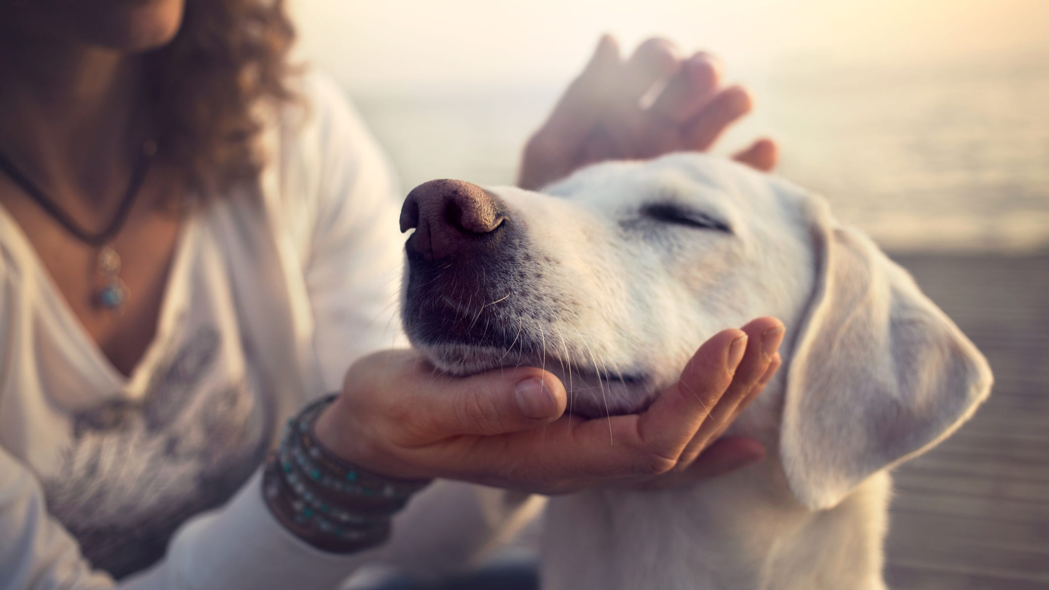 12 Natural Calming Solutions for Dogs and Cats | Herbsmith